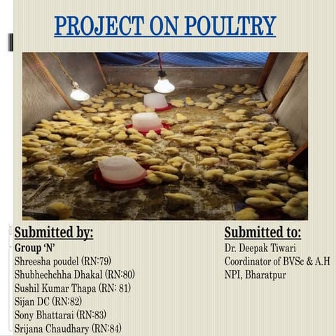 Broiler SBA.docx for agricultural science csec | DOCX