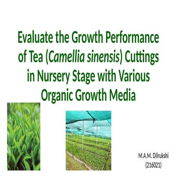 Growth performance of tea in nursery stage | PPTX