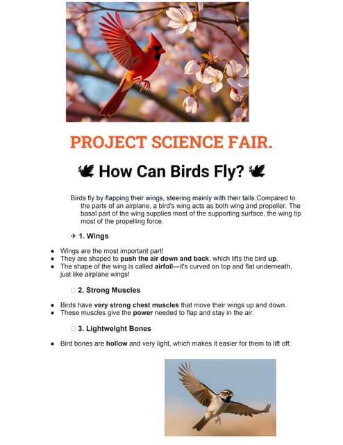 Flight Mechanism in Birds | PPT