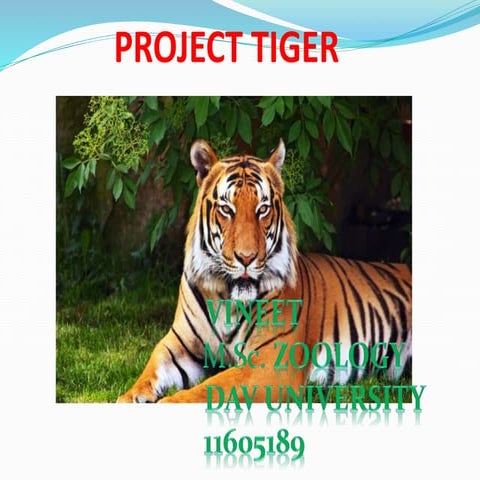 Project Tiger
