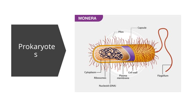 Classification of microrganisms | PPTX