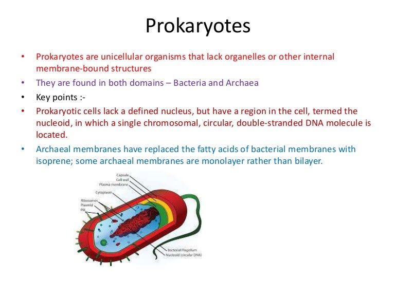 Prokaryotic Definition