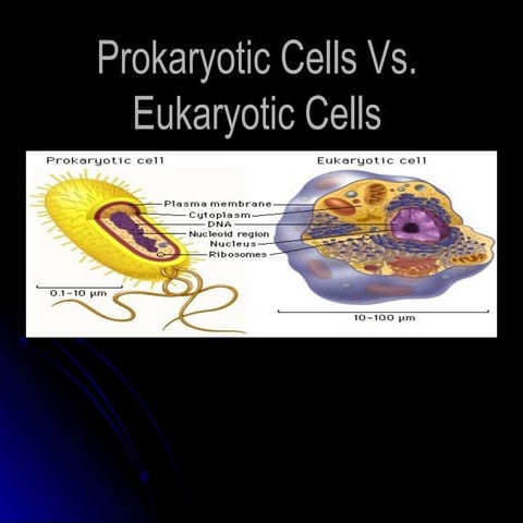 Prokaryote vs eukaryote | PPT