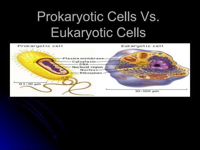 prokaryoticc vs eukaryotic Cells grade 7 | PPTX