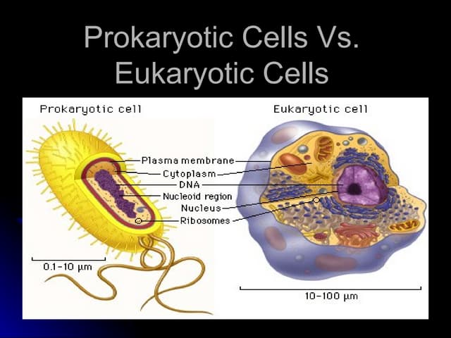 prokaryoticc vs eukaryotic Cells grade 7 | PPTX