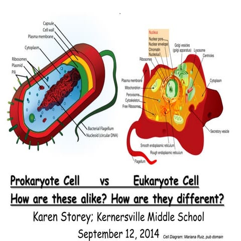 Prokaryote_vs_Eukaryote_Cells.pdf | Biological Sciences | Science
