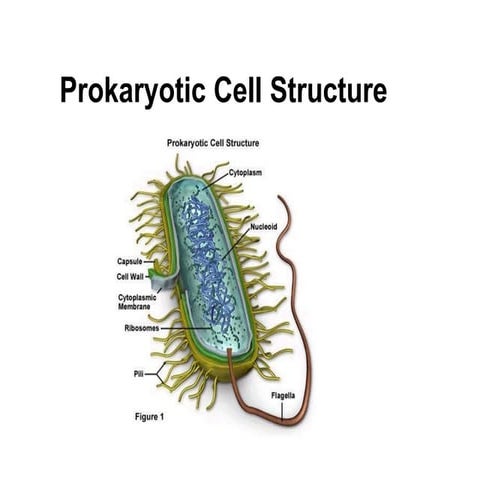 Prokaryotic-Cell-Structure.pptx presentation | PPTX