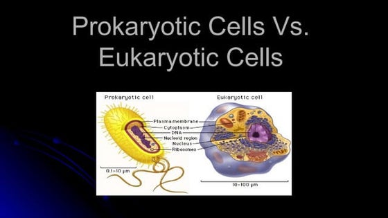 Eukaryotic Cells and Prokaryotic Cells - STEM | PPTX