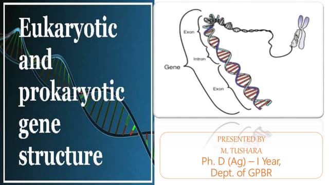 Genome organization in prokaryotes(molecular biology) | PPTX
