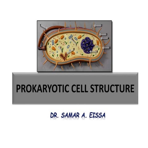 Prokaryotic cell structure.pptx