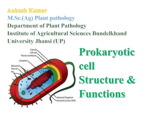 Structure of Bacterial Cells and shape.pptx