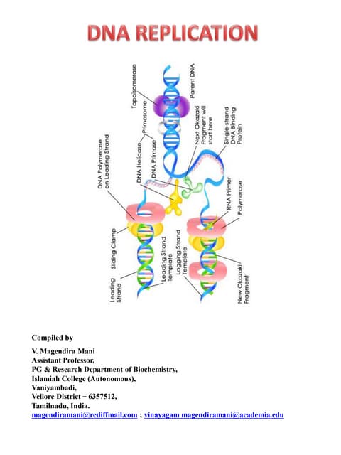 Prokaryotic DNA replication | PPT