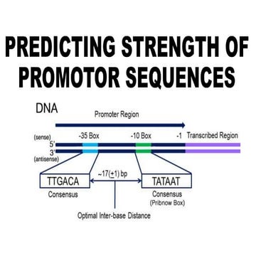 predicting promotor strength | PPTX