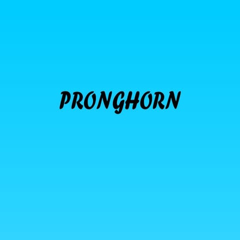 Pronghorn | PPT