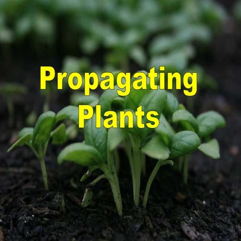 Propagating plants | PPT