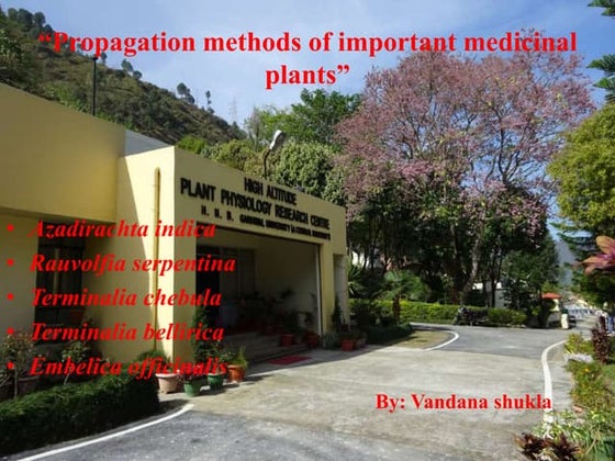 Tulsi ppt | PPTX | Agriculture | Industries