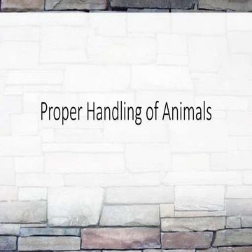 Proper Handling of Animals | PPTX