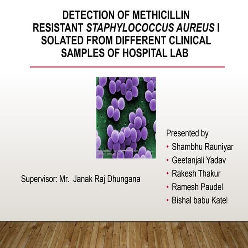 detection of MRSA | PPTX