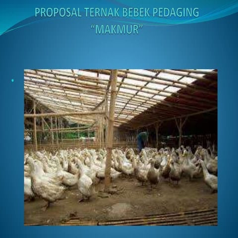 181902856 proposal-usaha-ayam-kampung | DOC
