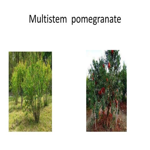 CULTURAL TECHNIQUEIN FRUIT CROP | PPTX