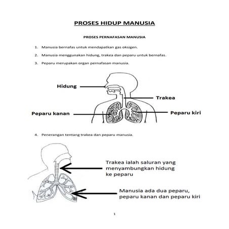 Proses hidup manusia | PDF