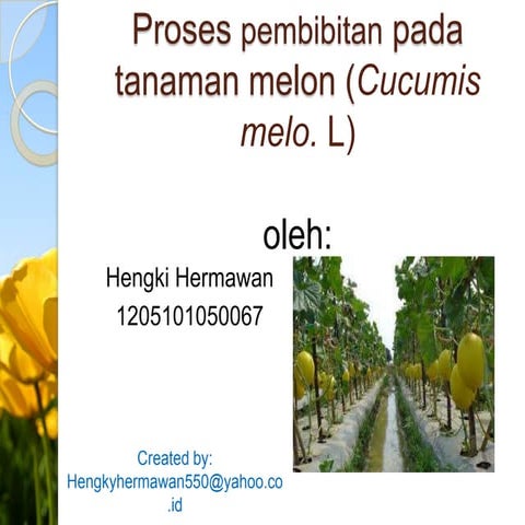Proses pembibitan pada tanaman melon (cocumis melo | PPTX