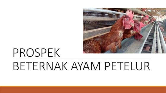 Contoh Proposal Usaha Budidaya Ayam Petelur | KEWIRAUSAHAAN | DOCX
