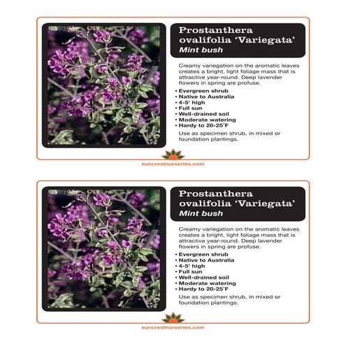 Prostanthera ovalifolia 'variegata' label | PDF | Gardening | Home & Garden