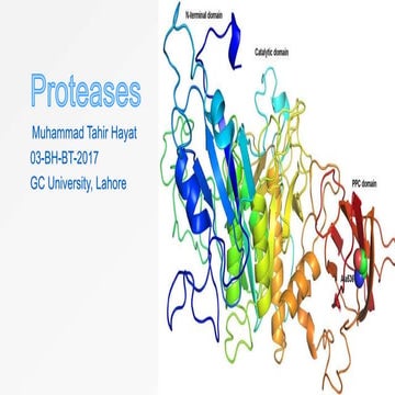 Proteases | PPT