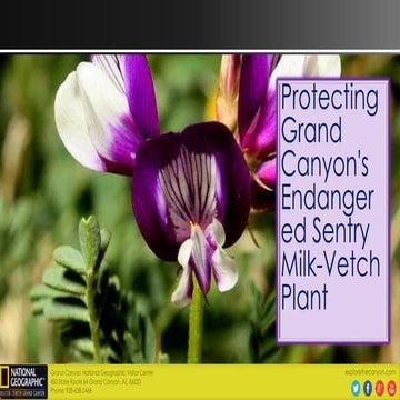 Protecting Grand Canyon Endangered Sentry Milk-Vetch Plant | POTX ...