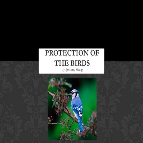Protection of the birds | PPT