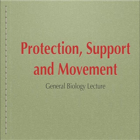 Chapter 23 Protection, Support, and Movement | PPTX