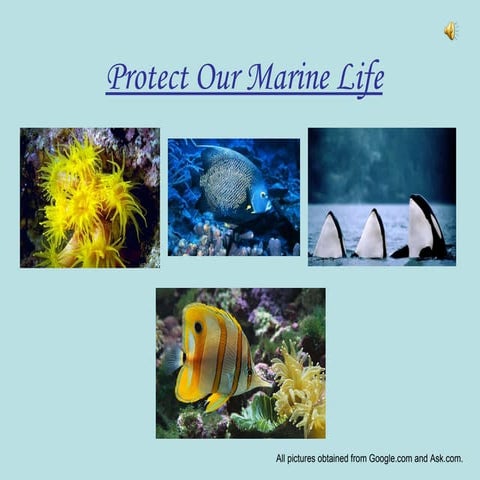 Protect Our Marine Life | PPT