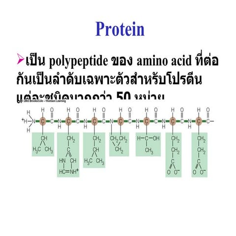 Protein | PPT