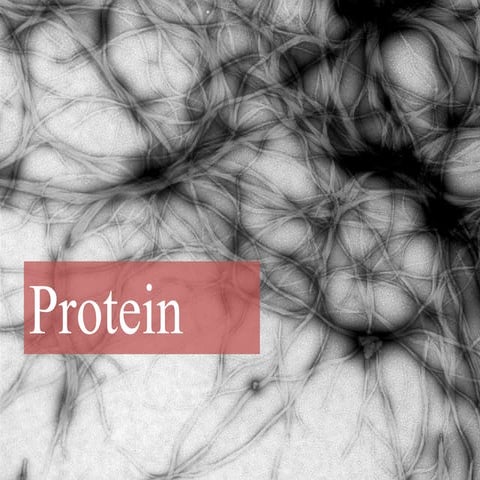 Protein | PPTX