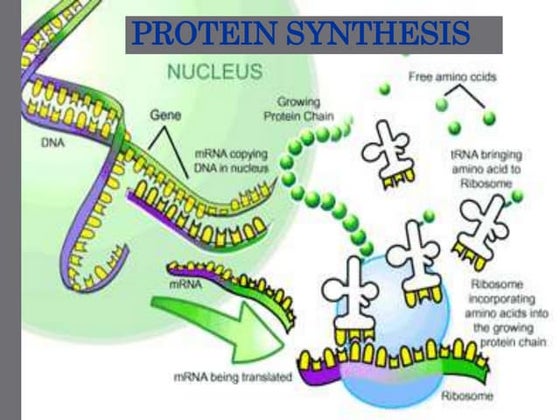 Protein Synthesis | PPT