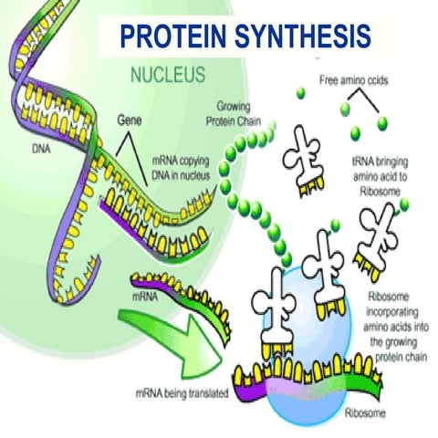 Protein synthesis | PPTX