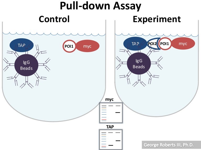 Protein A-Myc Pull-down - Animated!
