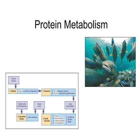 Protein Metabolism .ppt