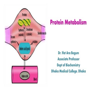 Protein metabolism, july'20 | PPT