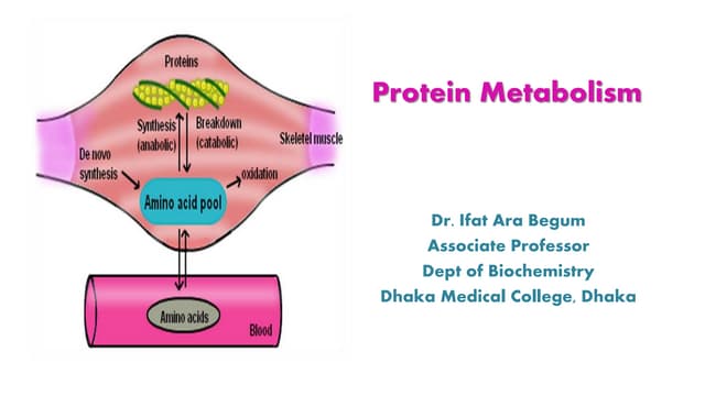 Metabolism of protein | PPT