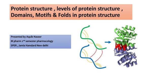 Forces that stablise protein structure | PPTX | Chemistry | Science