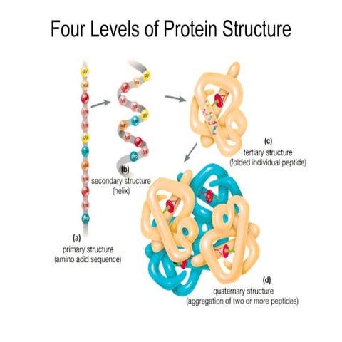 Protein structure levels | PPT