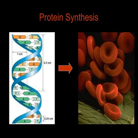 Topic 6 Protein Synthesis biology a level | PPTX