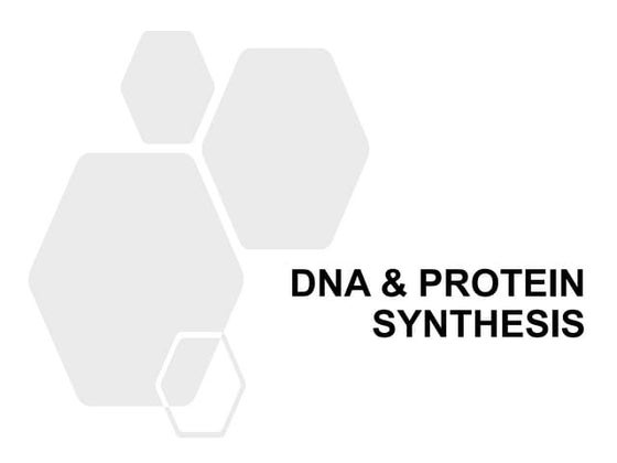 02 The Role of DNA in Protein Synthesis | PPT