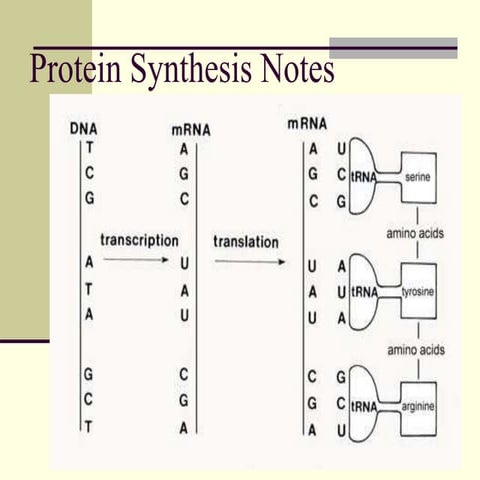 Protein Synthesis.ppt | Biological Sciences | Science