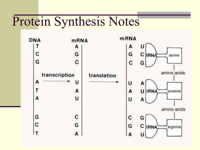 Topic 6 Protein Synthesis biology a level | PPTX