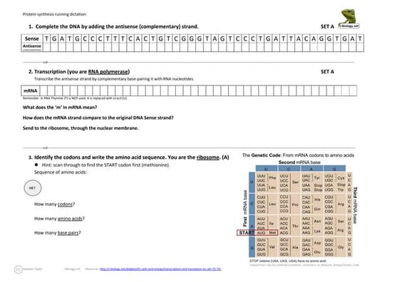 3.4 & 7.2 DNA Replication | PDF