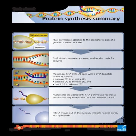 Summary Of transcription and Translation.pdf
