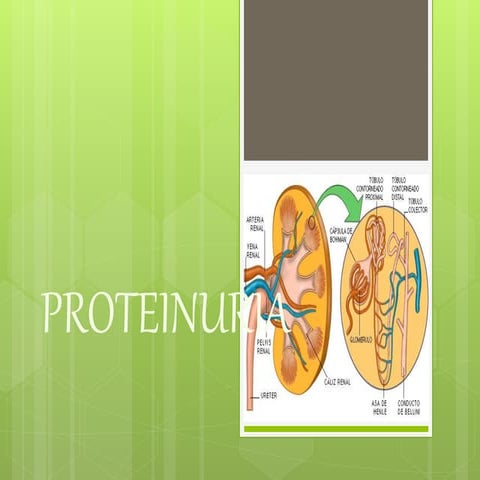 Proteinuria y sus causas | PPT